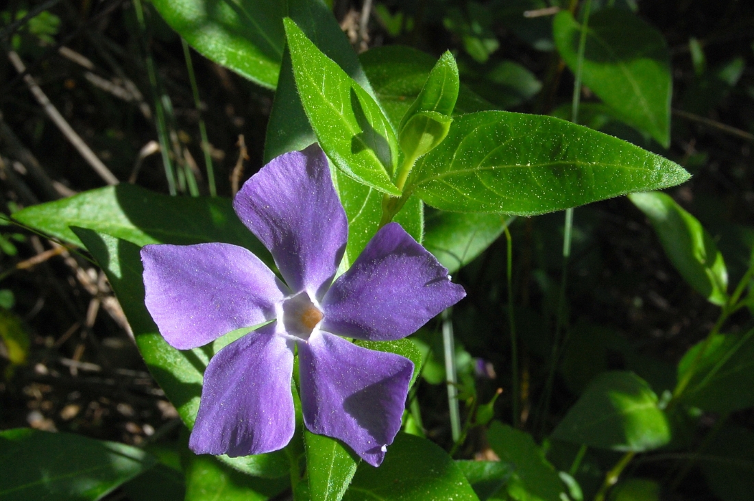 Vinca major L. | ARBA Bajo Jarama