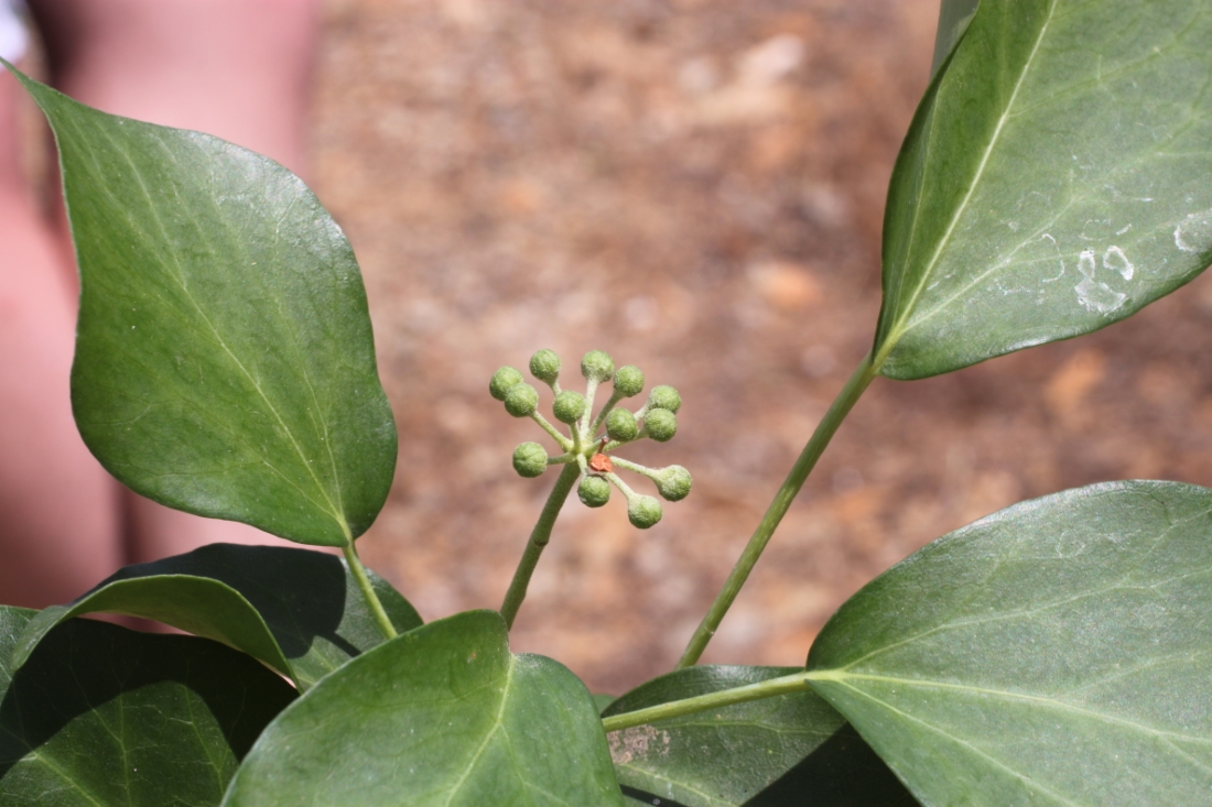 Hedera helix L. / hiedra | ARBA Bajo Jarama