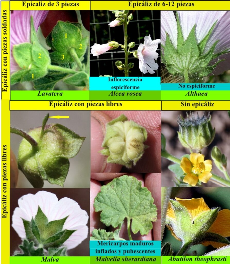 Malvaceae | ARBA Bajo Jarama