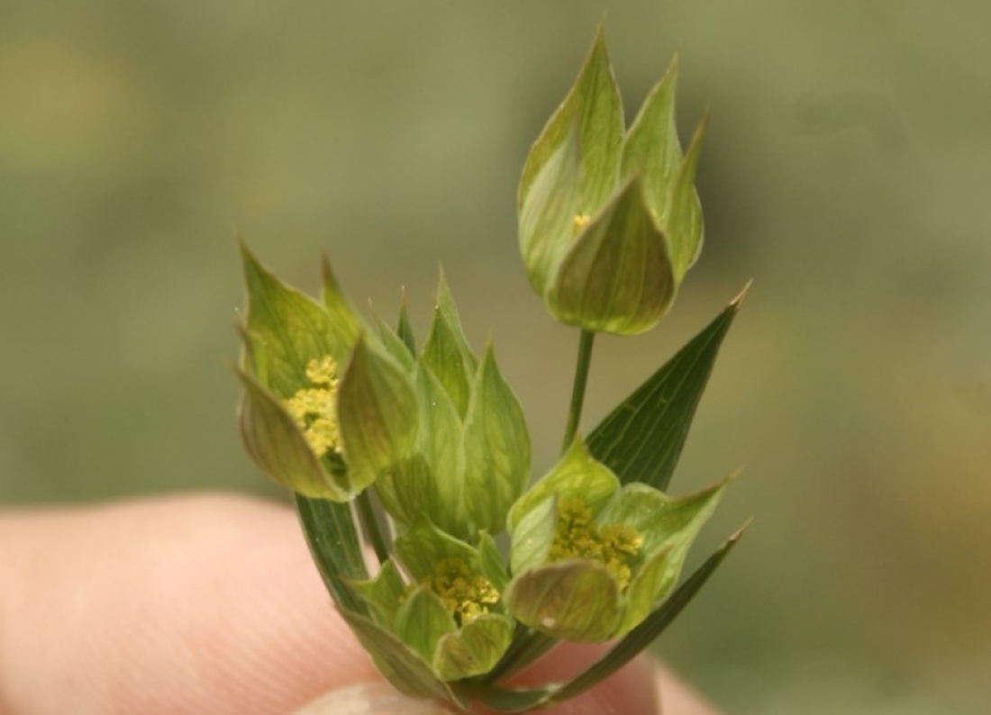 Bupleurum baldense Turra | ARBA Bajo Jarama