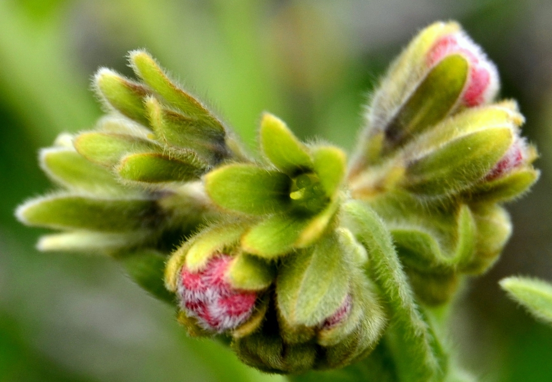 Cynoglossum clandestinum Desf. / Carruchera | ARBA Bajo Jarama