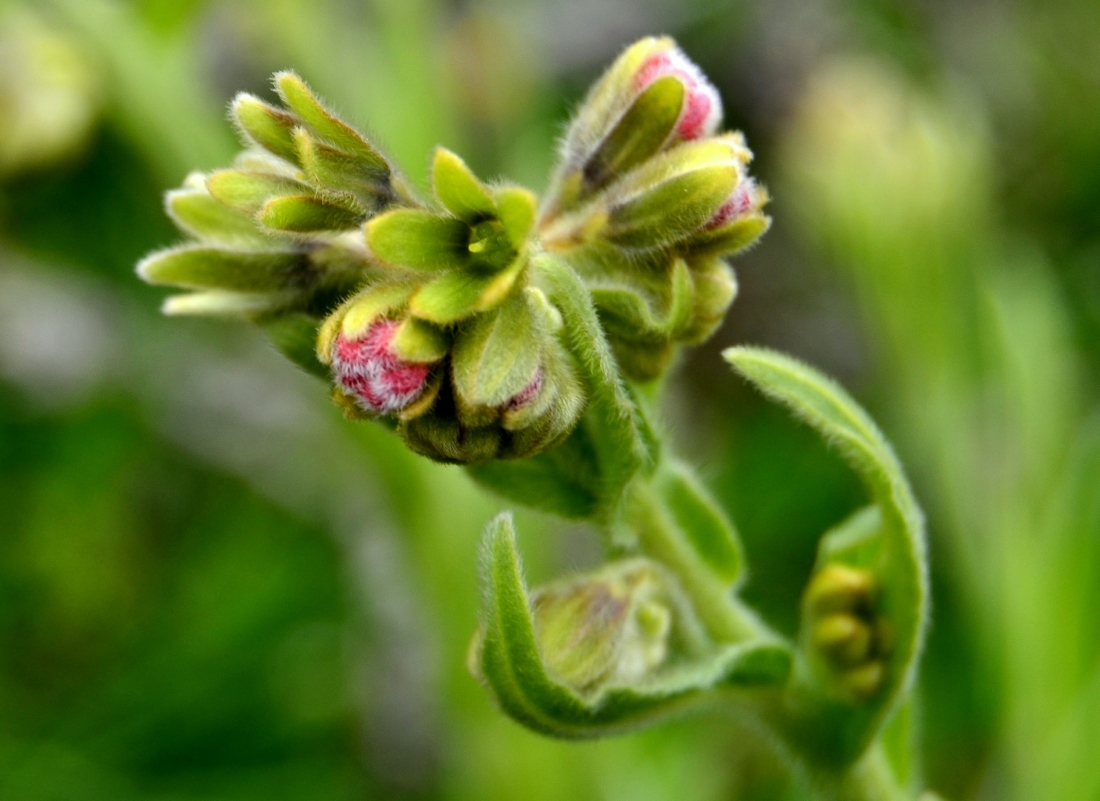 Cynoglossum clandestinum Desf. / Carruchera | ARBA Bajo Jarama