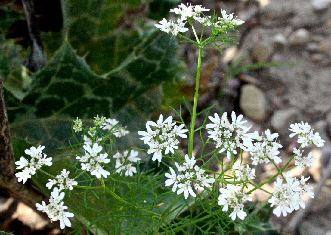 Scandix australis L. / Quijones, anisera, alfileres, hierba del anís ...