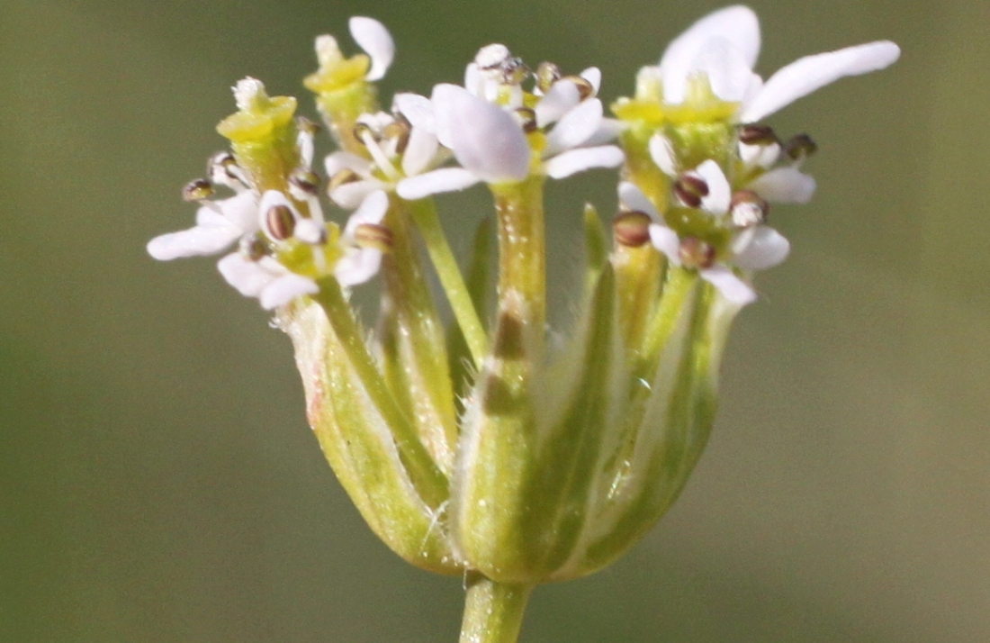 Scandix australis L. / Quijones, anisera, alfileres, hierba del anís ...