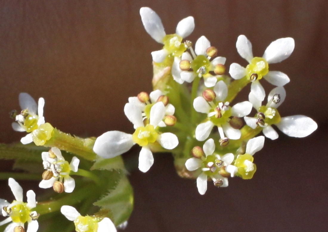Scandix australis L. / Quijones, anisera, alfileres, hierba del anís ...