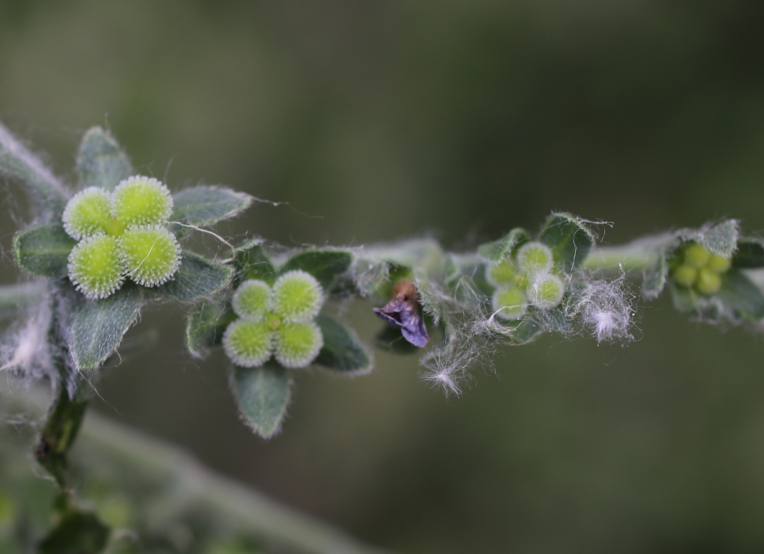 Cynoglossum creticum Mill. / carruchera | ARBA Bajo Jarama