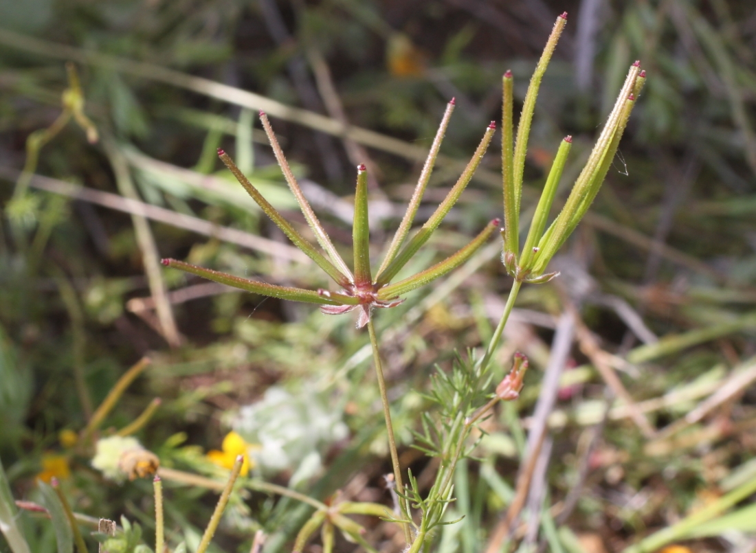 Scandix australis L. / Quijones, anisera, alfileres, hierba del anís ...