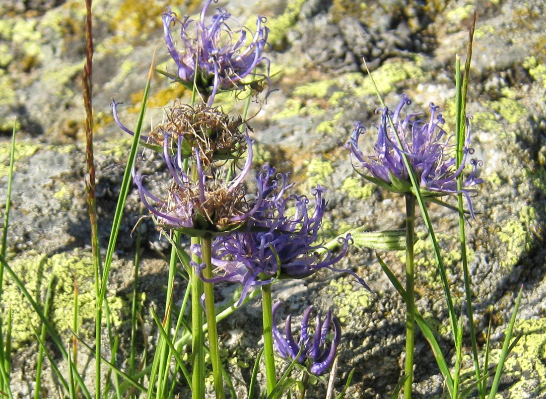 Phyteuma hemisphaericum L. | ARBA Bajo Jarama