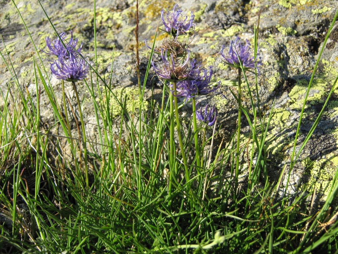 Phyteuma hemisphaericum L. | ARBA Bajo Jarama