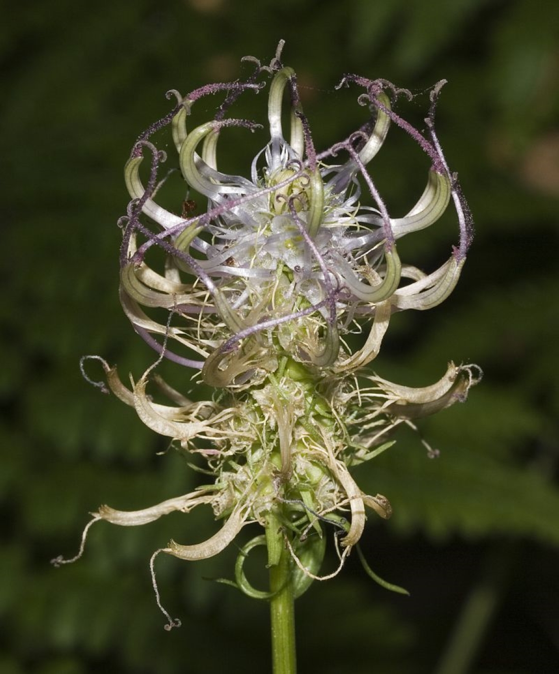 Phyteuma spicatum L. | ARBA Bajo Jarama