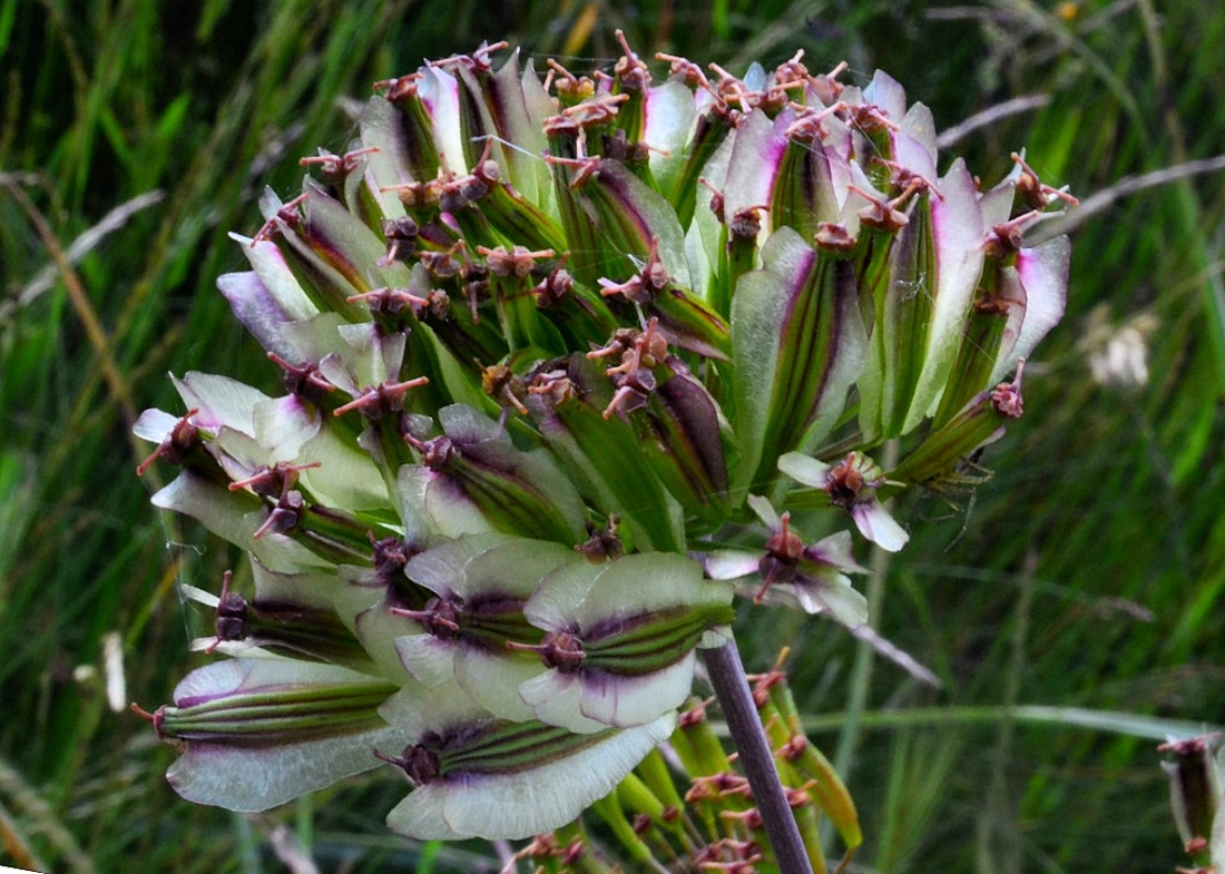 Thapsia garganica L. | ARBA Bajo Jarama