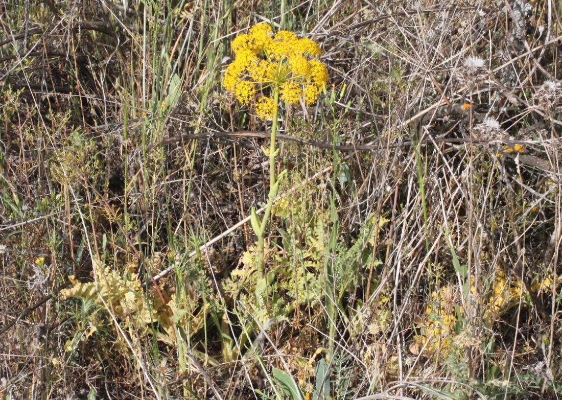 Thapsia villosa var. dissecta Boiss. /zumillo | ARBA Bajo Jarama
