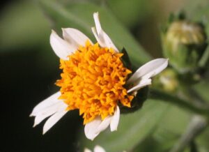 Bidens pilosus L. /Cadillo, masiquía (Colombia). Amor seco. | ARBA Bajo ...