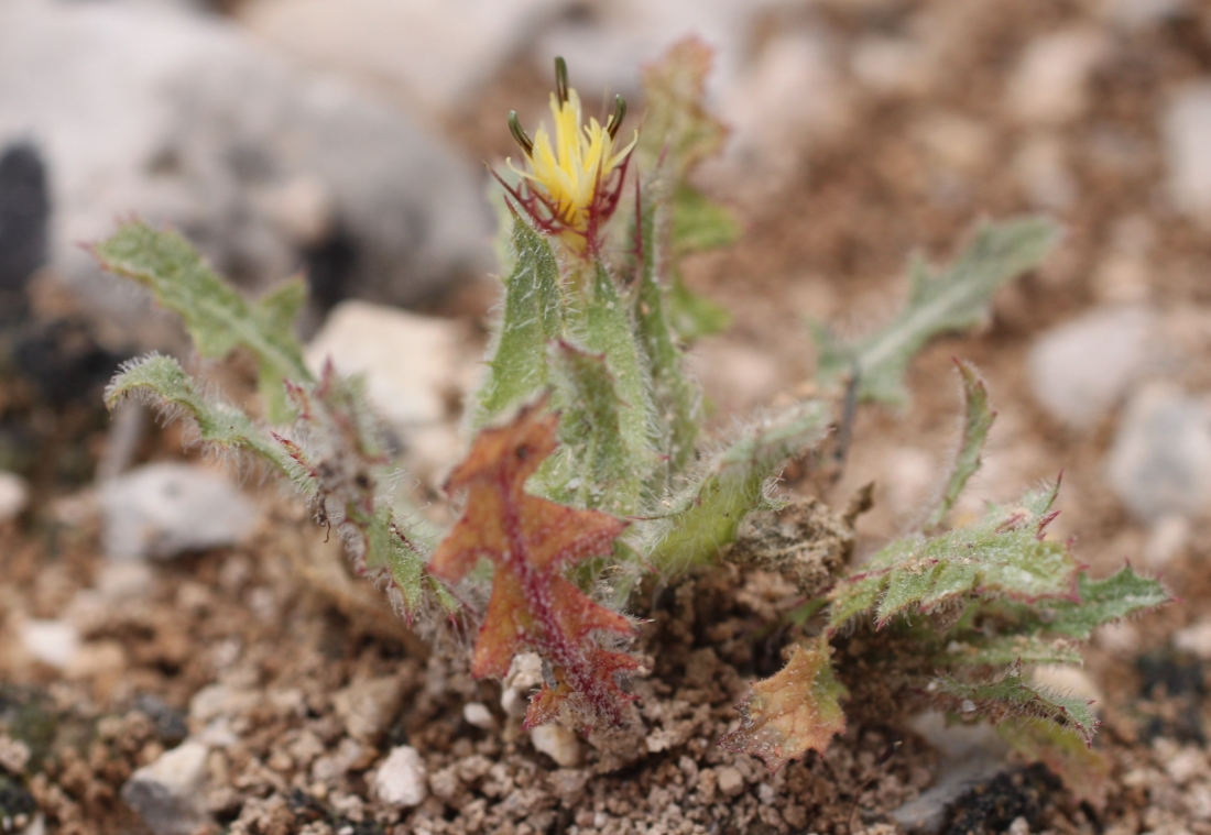 Centaurea benedicta (L.) L.= Cnicus benedictus / Cardo santo | ARBA ...