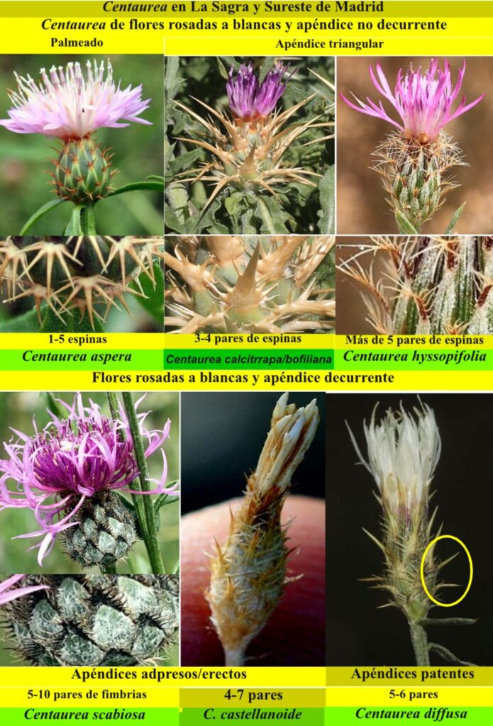 Centaurea aspera L. subsp. aspera | ARBA Bajo Jarama