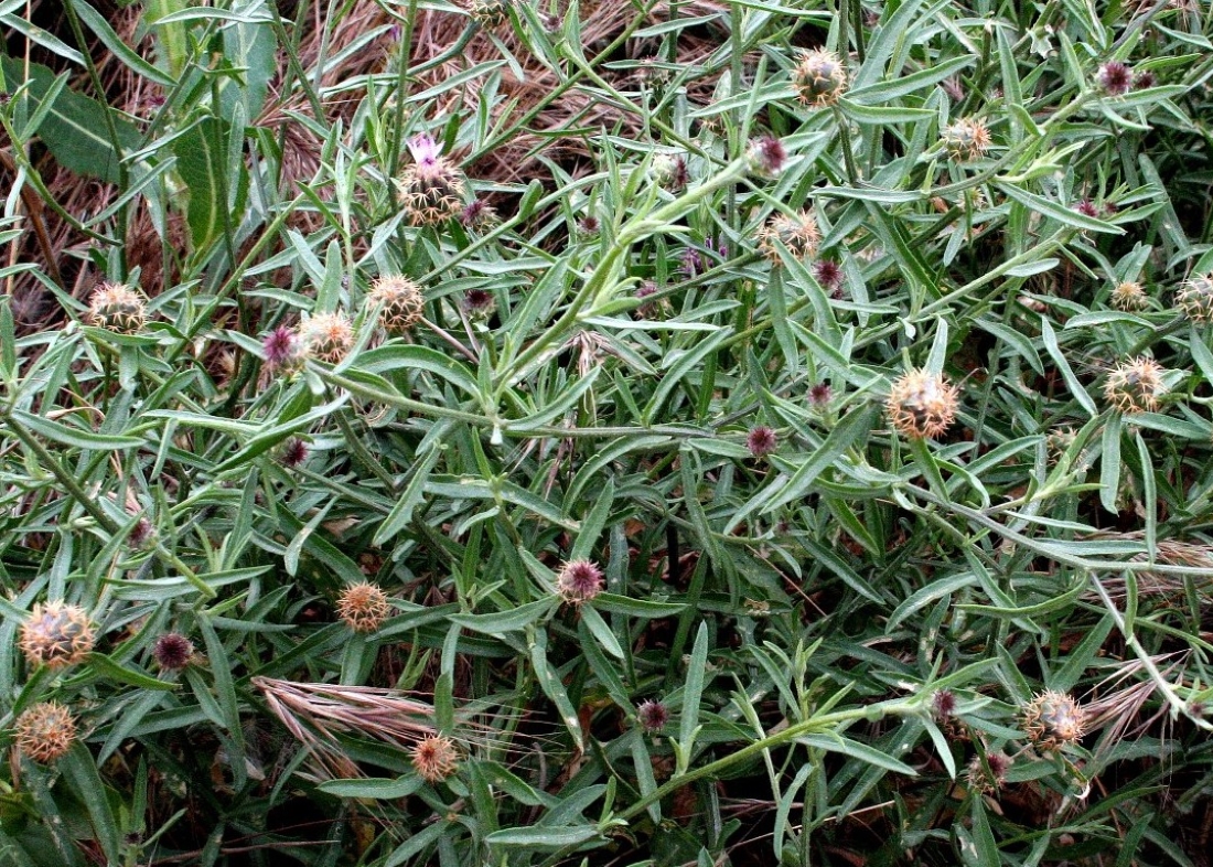 Centaurea aspera L. subsp. aspera | ARBA Bajo Jarama