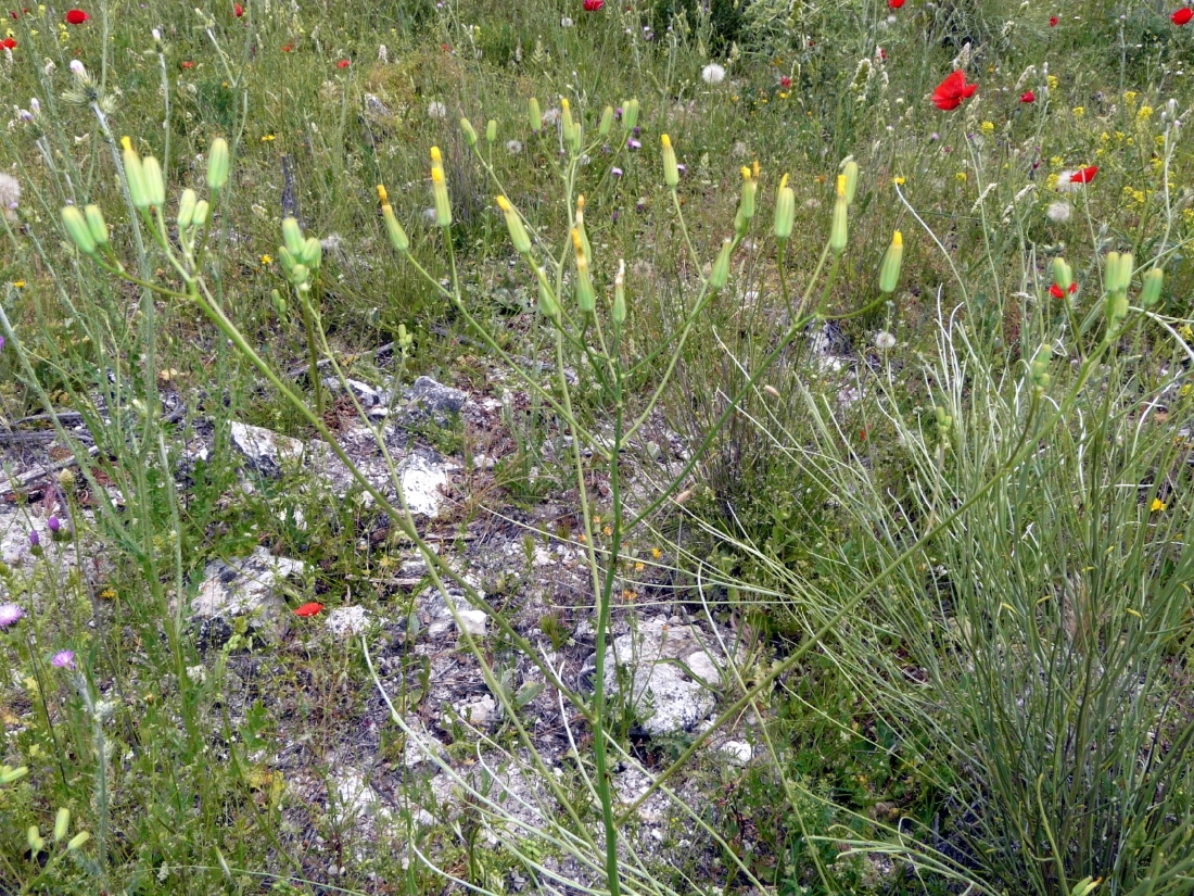 Crepis pulchra L. | ARBA Bajo Jarama