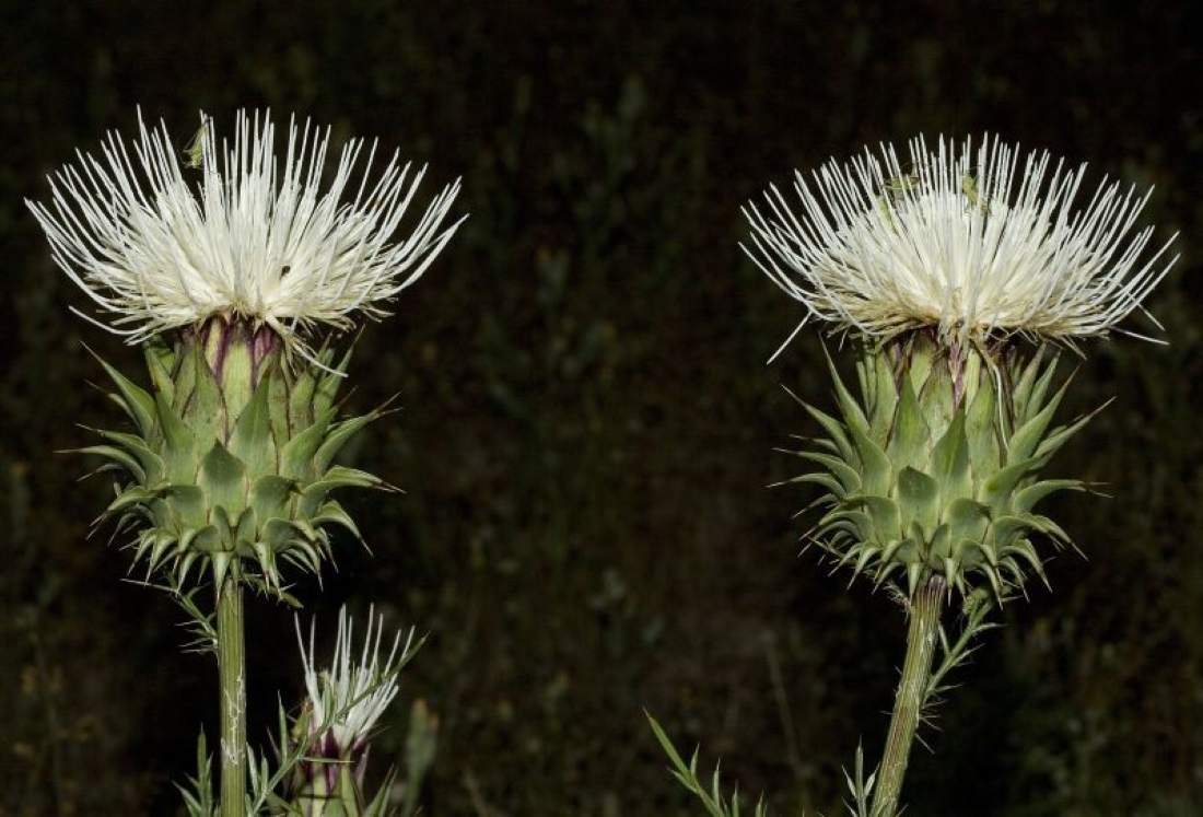 Cynara humilis L./ Cardo borriquero | ARBA Bajo Jarama