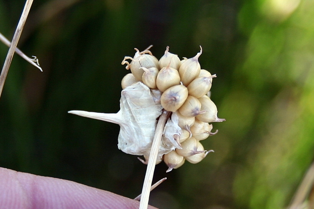 Allium paniculatum L. / Ajillo de monte. | ARBA Bajo Jarama