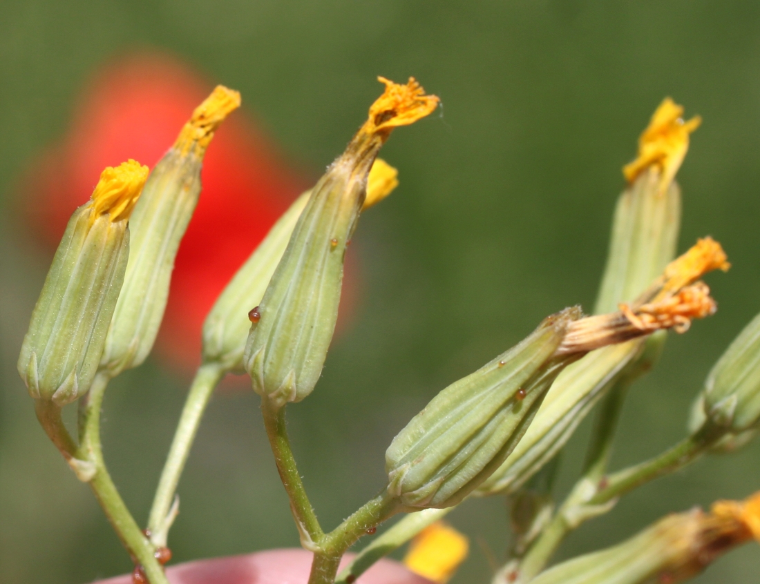 Crepis pulchra L. | ARBA Bajo Jarama