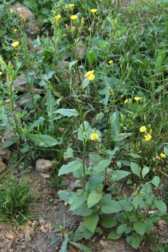 Lapsana communis L. | ARBA Bajo Jarama