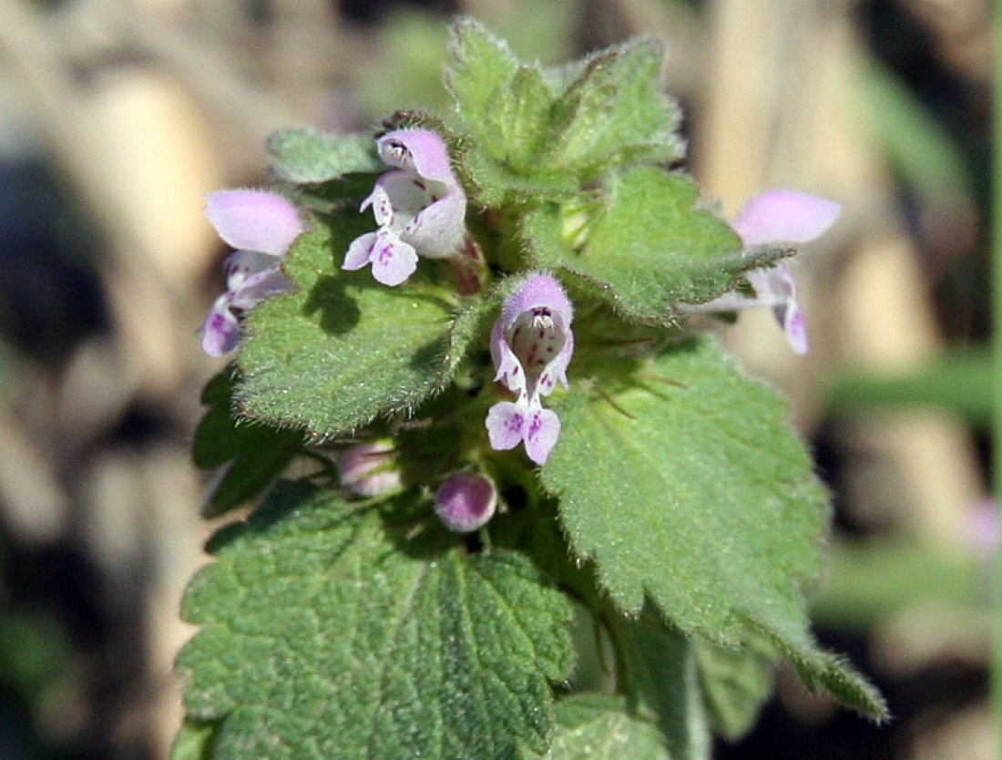Lamium purpureum L. / Ortiga muerta roja, galeota grande. | ARBA Bajo ...