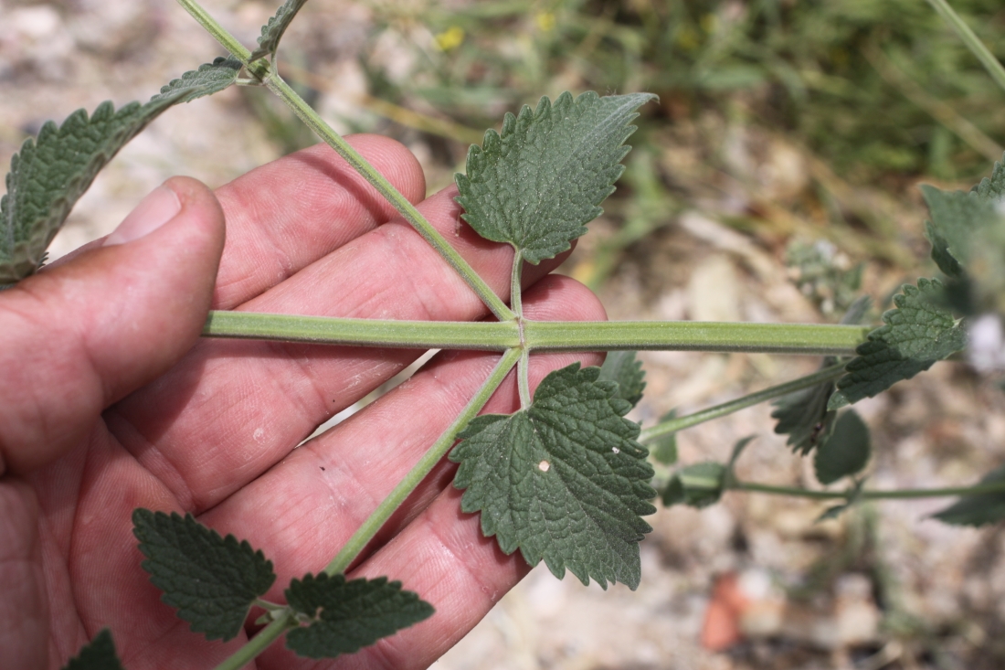 Nepeta cataria L. / Hierba gatera, nébeda. | ARBA Bajo Jarama