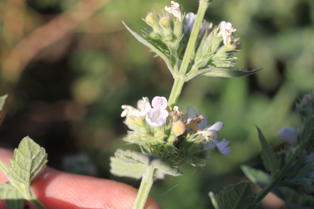 Nepeta cataria L. / Hierba gatera, nébeda. | ARBA Bajo Jarama