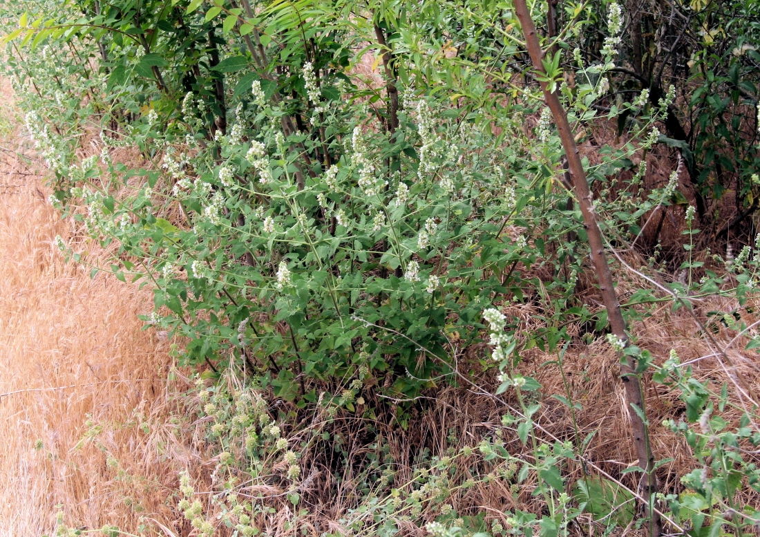 Nepeta cataria L. / Hierba gatera, nébeda. | ARBA Bajo Jarama