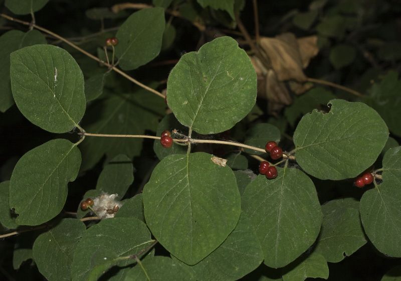 Lonicera Xylosteum L Cerecillo Cerecillo De Europa ARBA Bajo Jarama