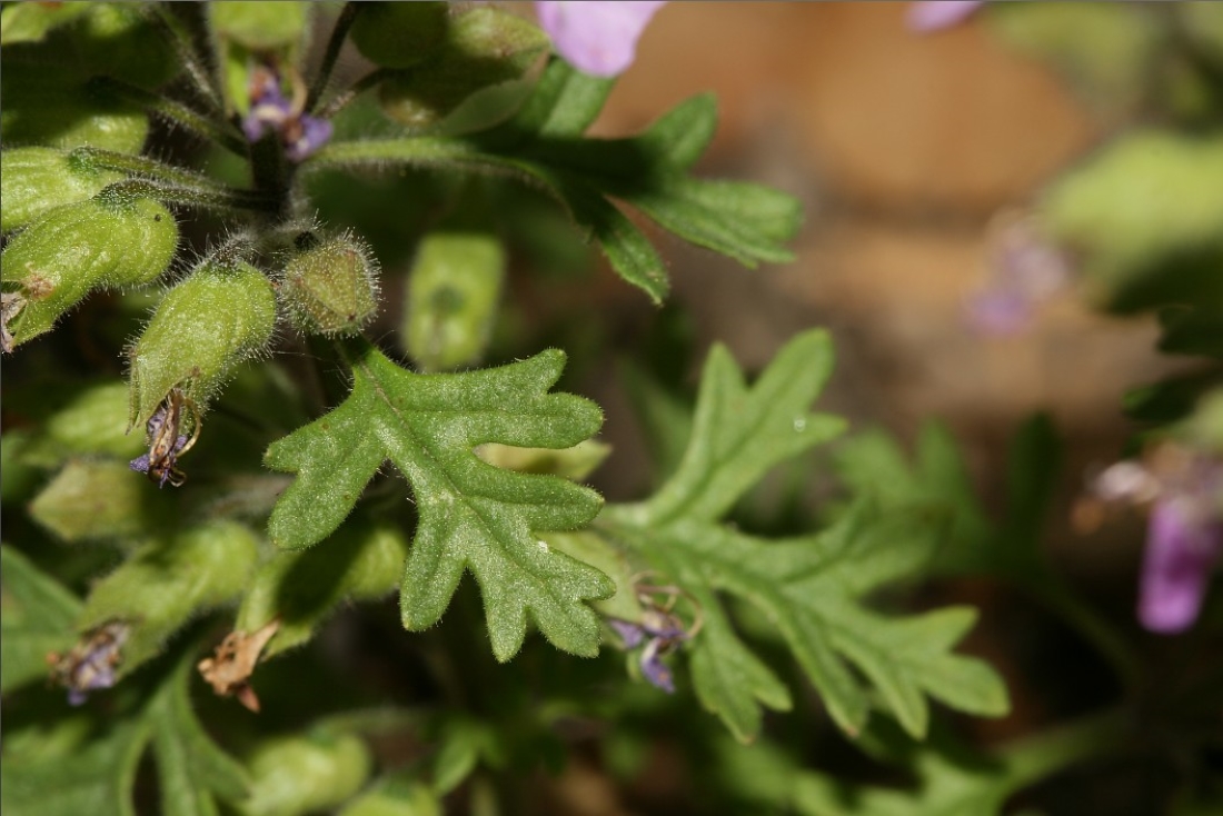 Teucrium botrys L. / Biengranada, germandrina. | ARBA Bajo Jarama