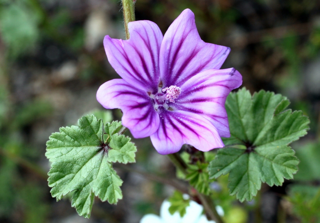 Malva sylvestris L. / Malva. | ARBA Bajo Jarama