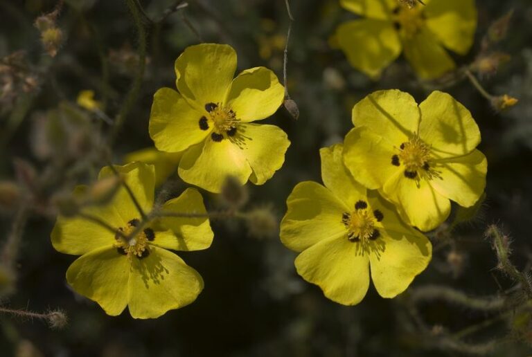 Halimium ocymoides (Lam.) Willk. in Willk. & Lange | ARBA Bajo Jarama