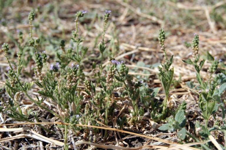 Verbena supina L. / verbena menor. | ARBA Bajo Jarama