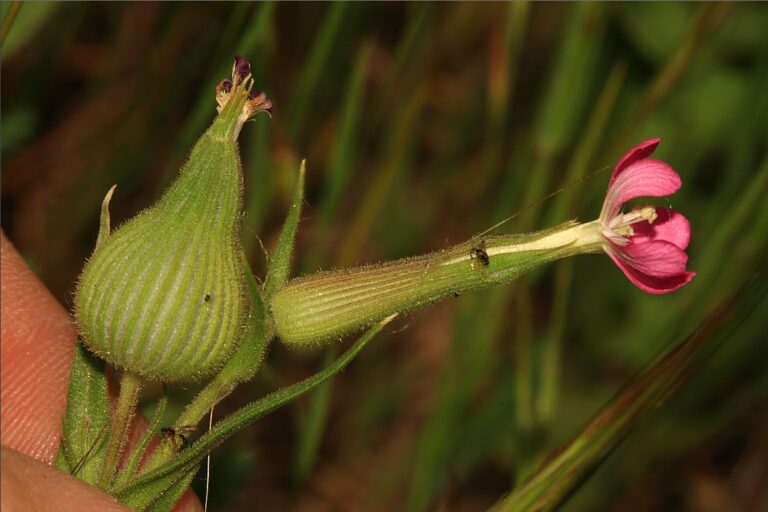 Silene conoidea L. | ARBA Bajo Jarama