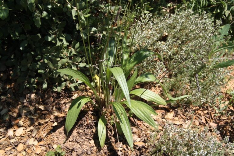 Plantago lanceolata L. / Llantén | ARBA Bajo Jarama