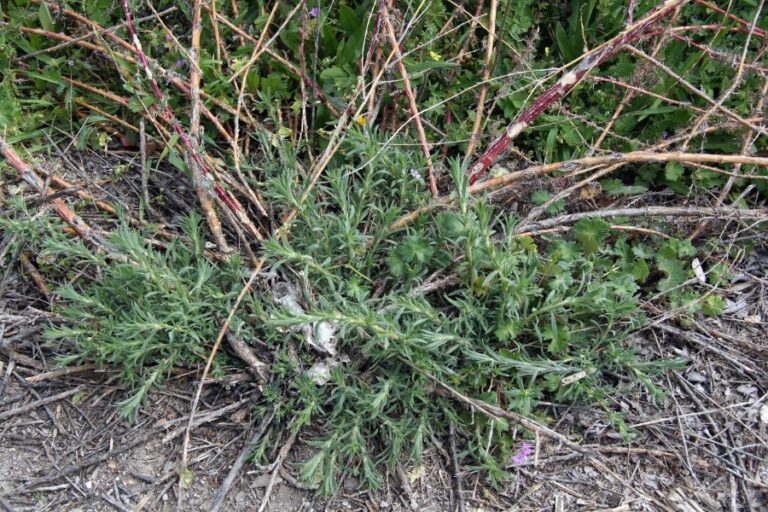 Bassia prostrata (L.) Beck / Sisallo. | ARBA Bajo Jarama