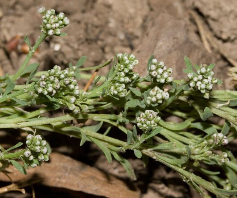 Corrigiola litoralis subsp. litoralis L. | ARBA Bajo Jarama