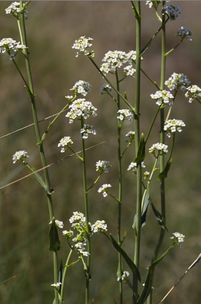 Cochlearia glastifolia L. / Coclearia. | ARBA Bajo Jarama