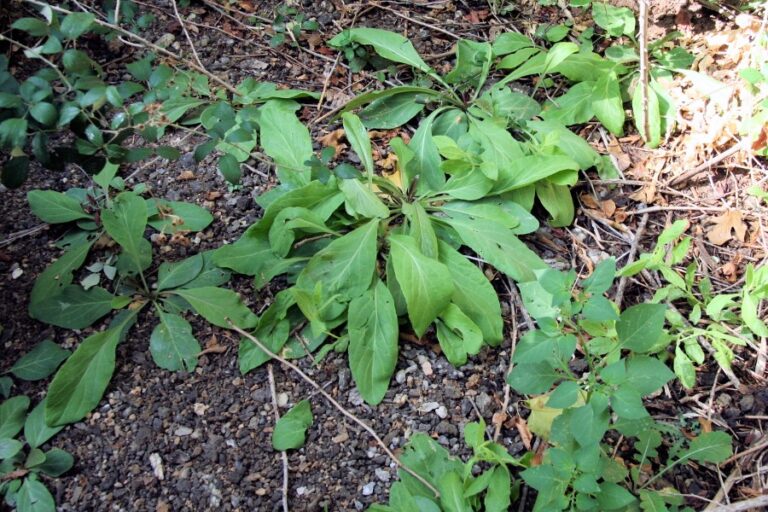 Cochlearia glastifolia L. / Coclearia. | ARBA Bajo Jarama