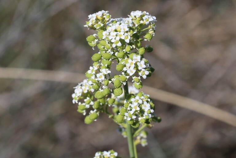 Cochlearia glastifolia L. / Coclearia. | ARBA Bajo Jarama