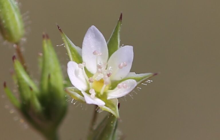 Minuartia hybrida (Vill.) Schischk. in Kom. subsp vaillantiana (Ser ...
